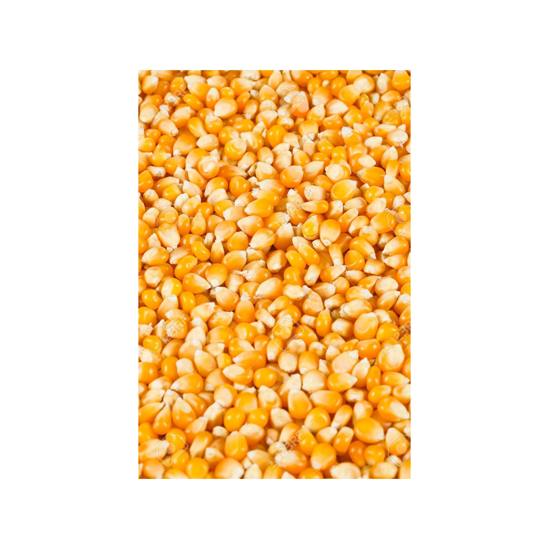 Dry White Corn For Animal Feed / Dry White Corn For Popcorn - Buy ...