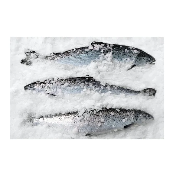 Salmon Fish Frozen Fillet Fresh And Frozen Atlantic Salmon Fish/whole ...