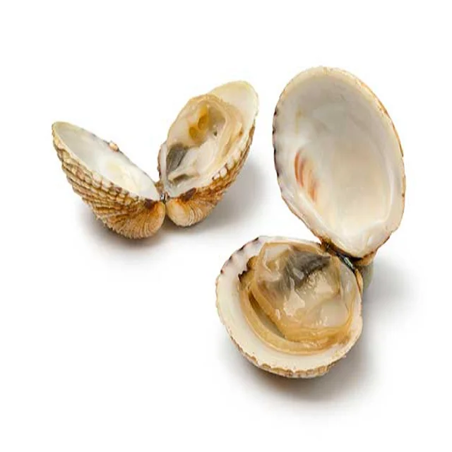 Fresh Frozen Zebra Mussels Dried Seafood Shellfish Wholesale Shellless ...