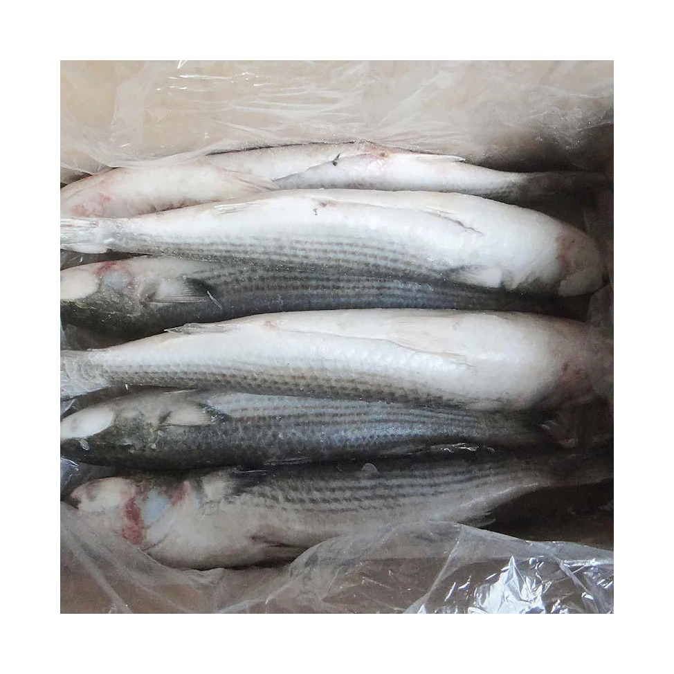 Frozen Grey Mullet Fish Red Mullet Whole Fish Blue Spot Fresh Seafood ...