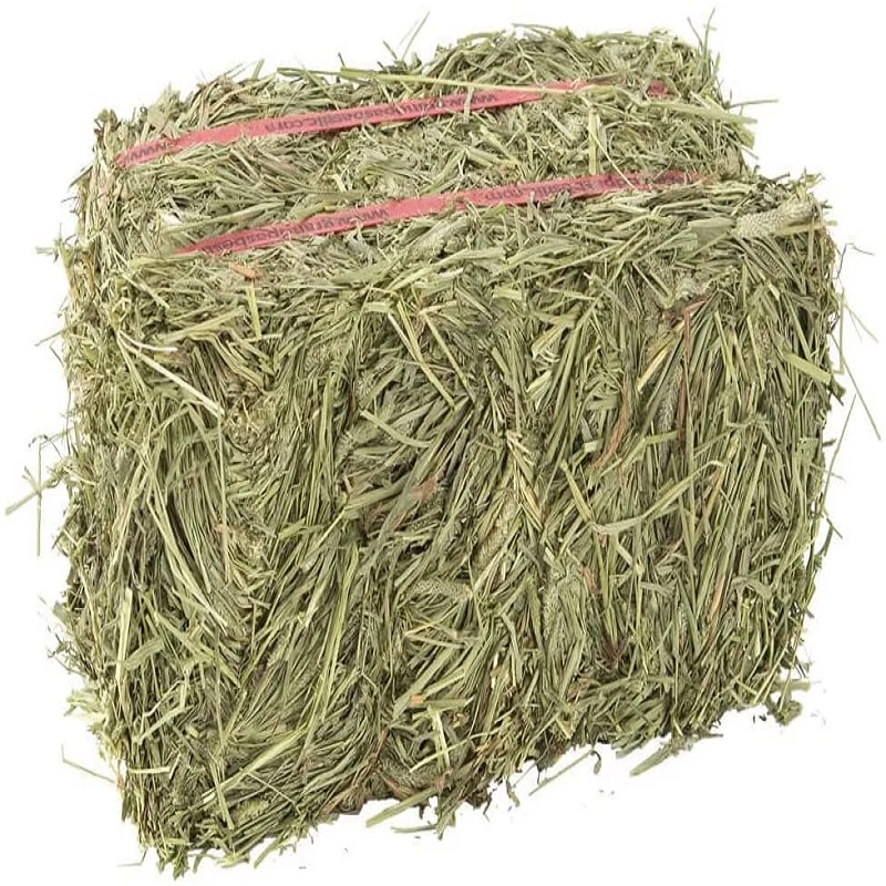 Top Quality Alfafa Hay For Animal Feeding Stuff Alfalfa / Alfalfa Hay ...