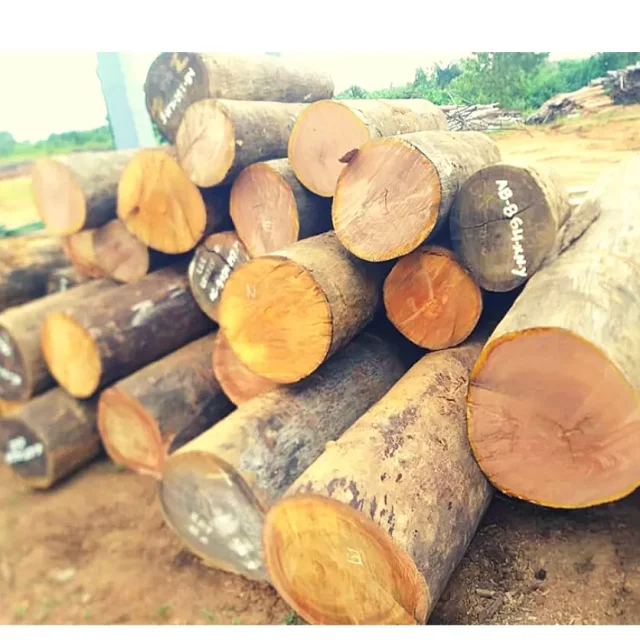 High Quality Red Oak Wood Logs For Making Furniture As Export Standard ...