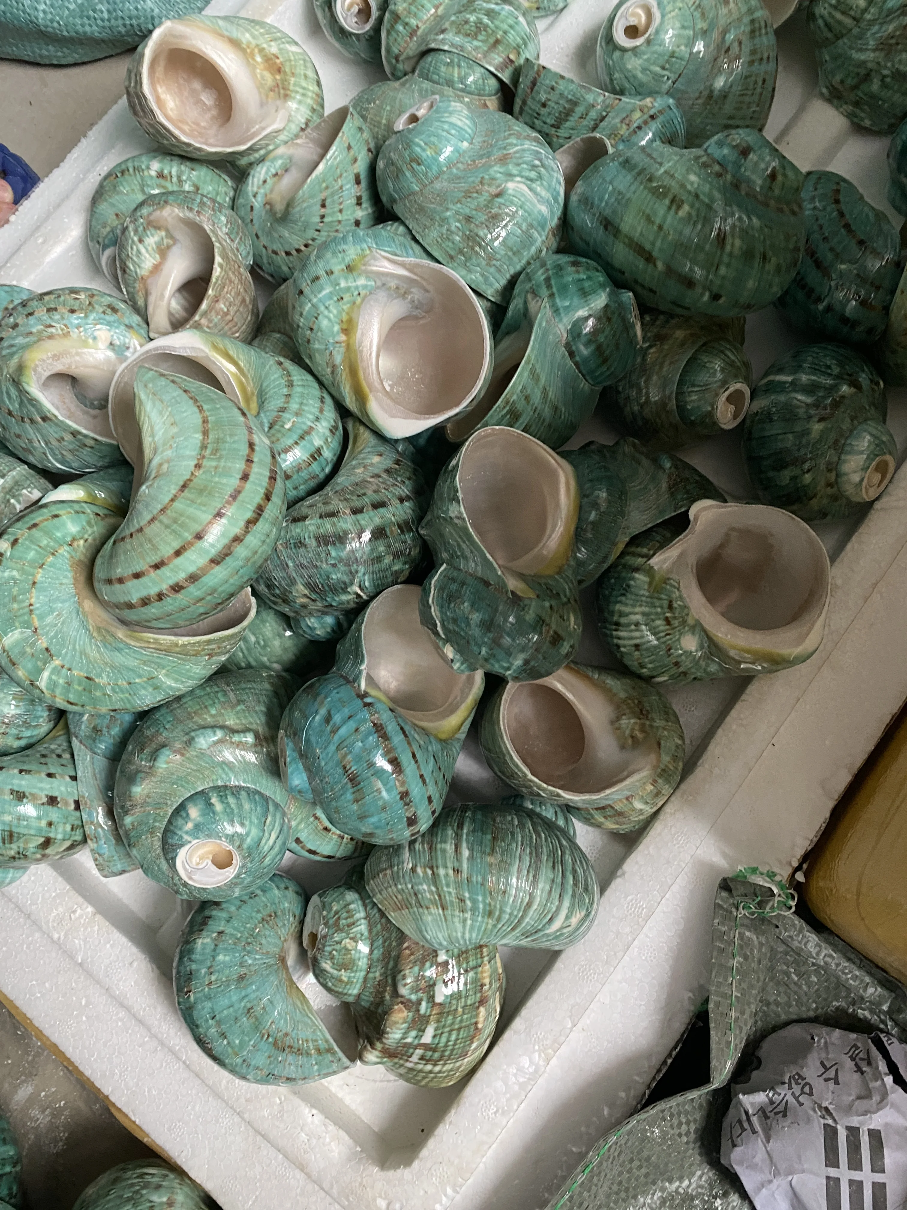 Big Size Hermit Crab Sea Shell - Green Mother of PEARL