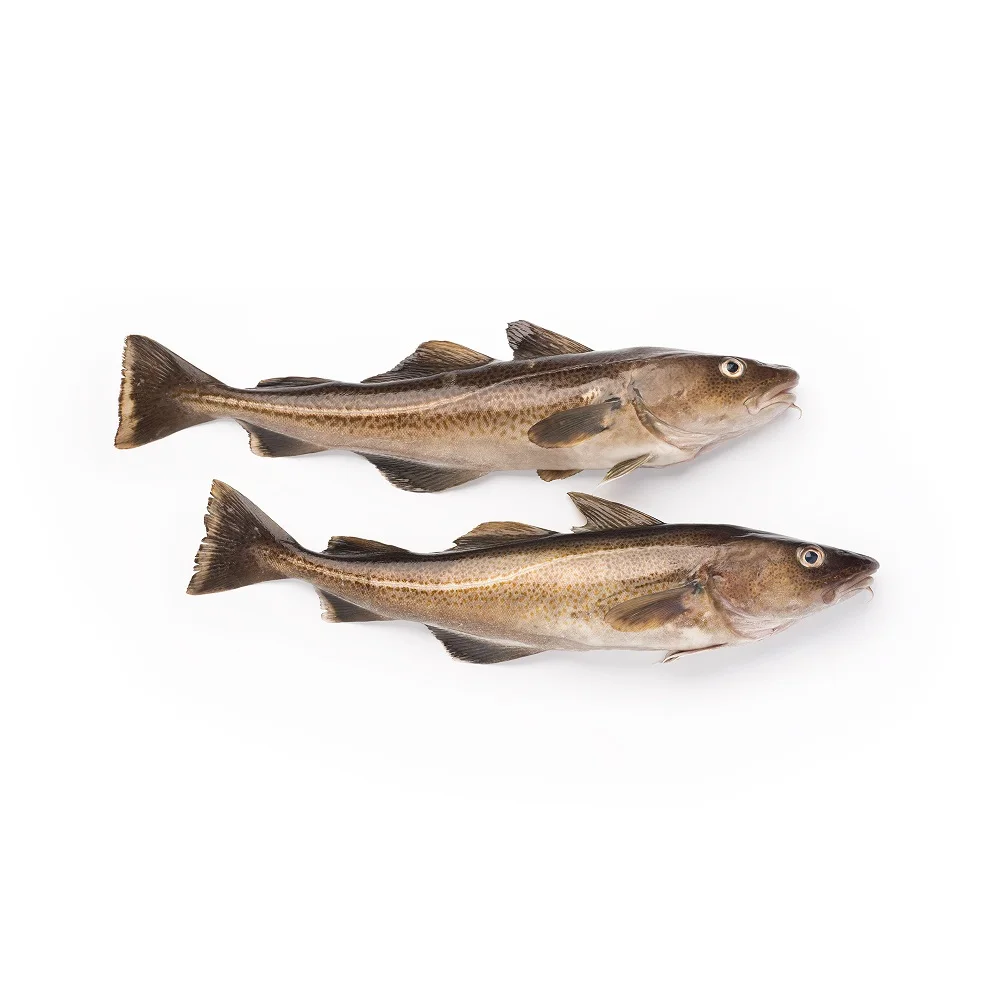 Fresh Atlantic Cod Fish / Fillets Buy Online Wholesale Deal ...