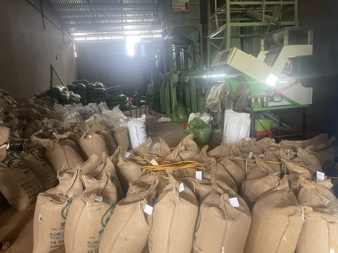 Wholesale Unwashed Robusta G1 S16 Wet Polished Premium Quality Coffee ...