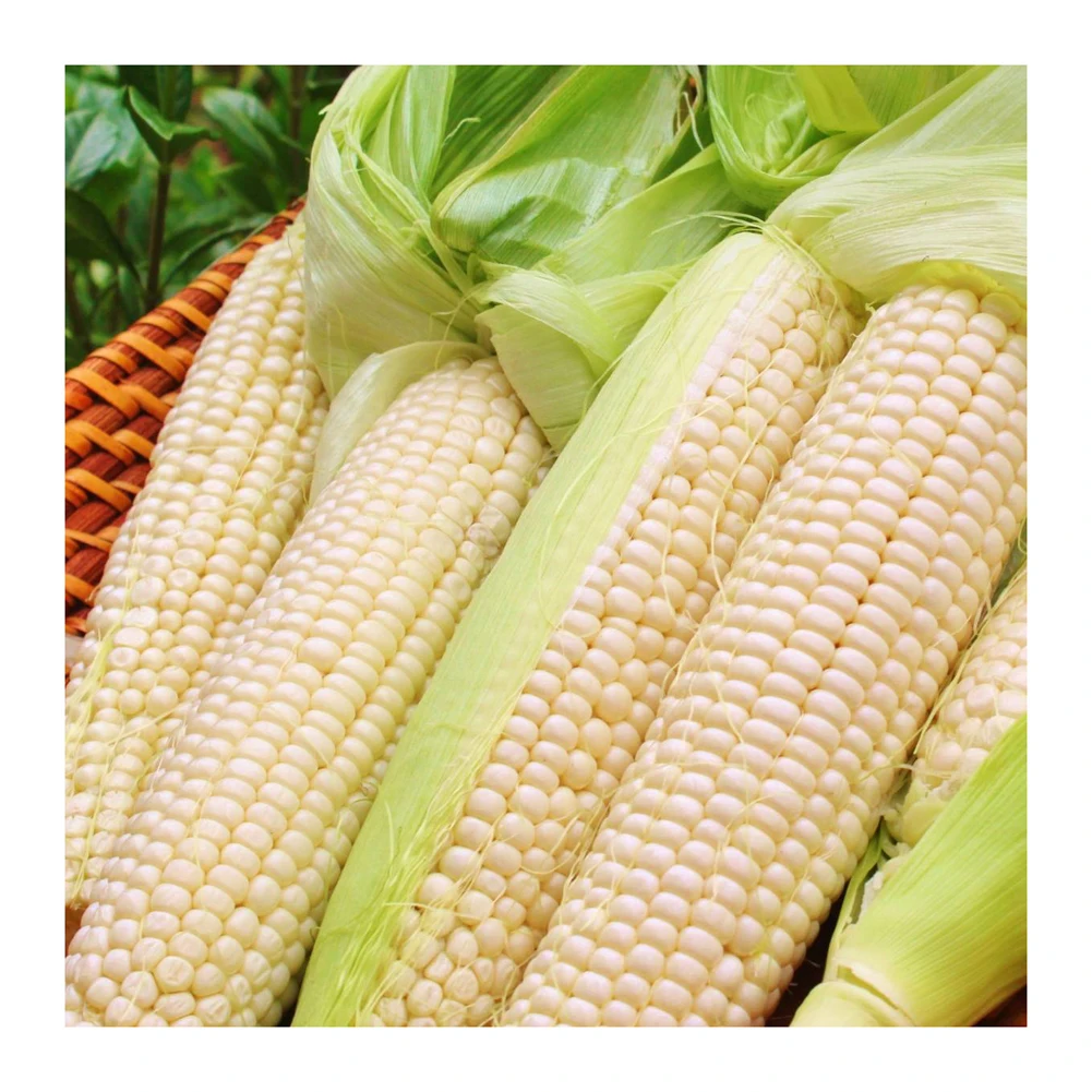 White Corn/ White Corn For Human Consumption Non Gmo White Corn/ Yellow ...