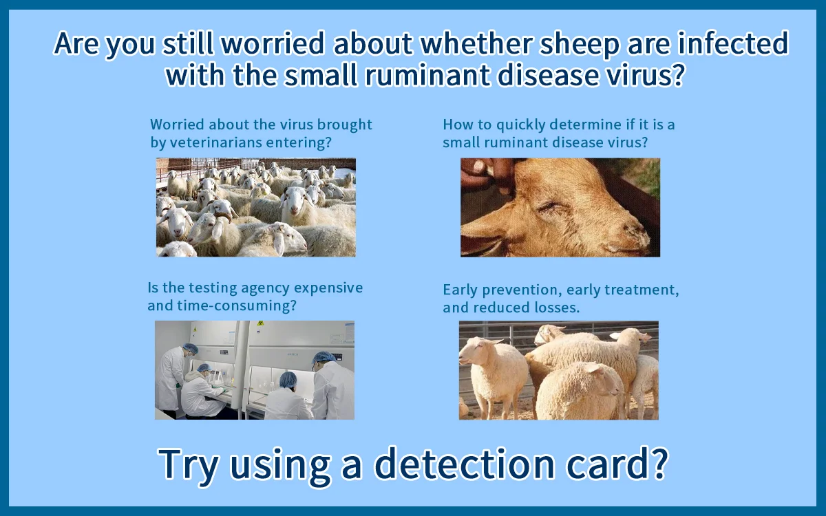 Animal Sheep Disease Detection Kit Mycoplasma Ag Diarrhea Virus Ag Clostridium Perfringens a Ab ...