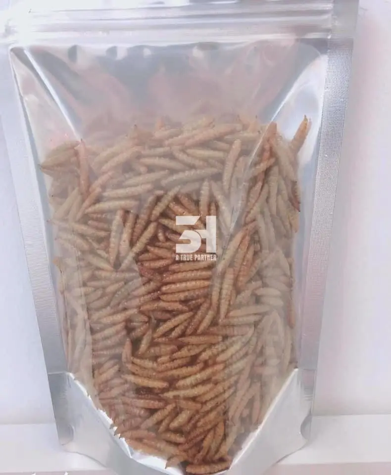 Factory Supply Dried Black Soldier Fly Larvae With High Quality And ...