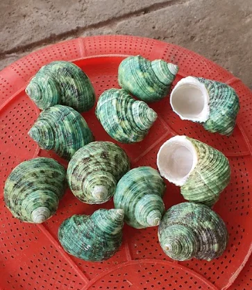 Shop High-Quality Seashell Craft Horse Conch Shell from Vietnam