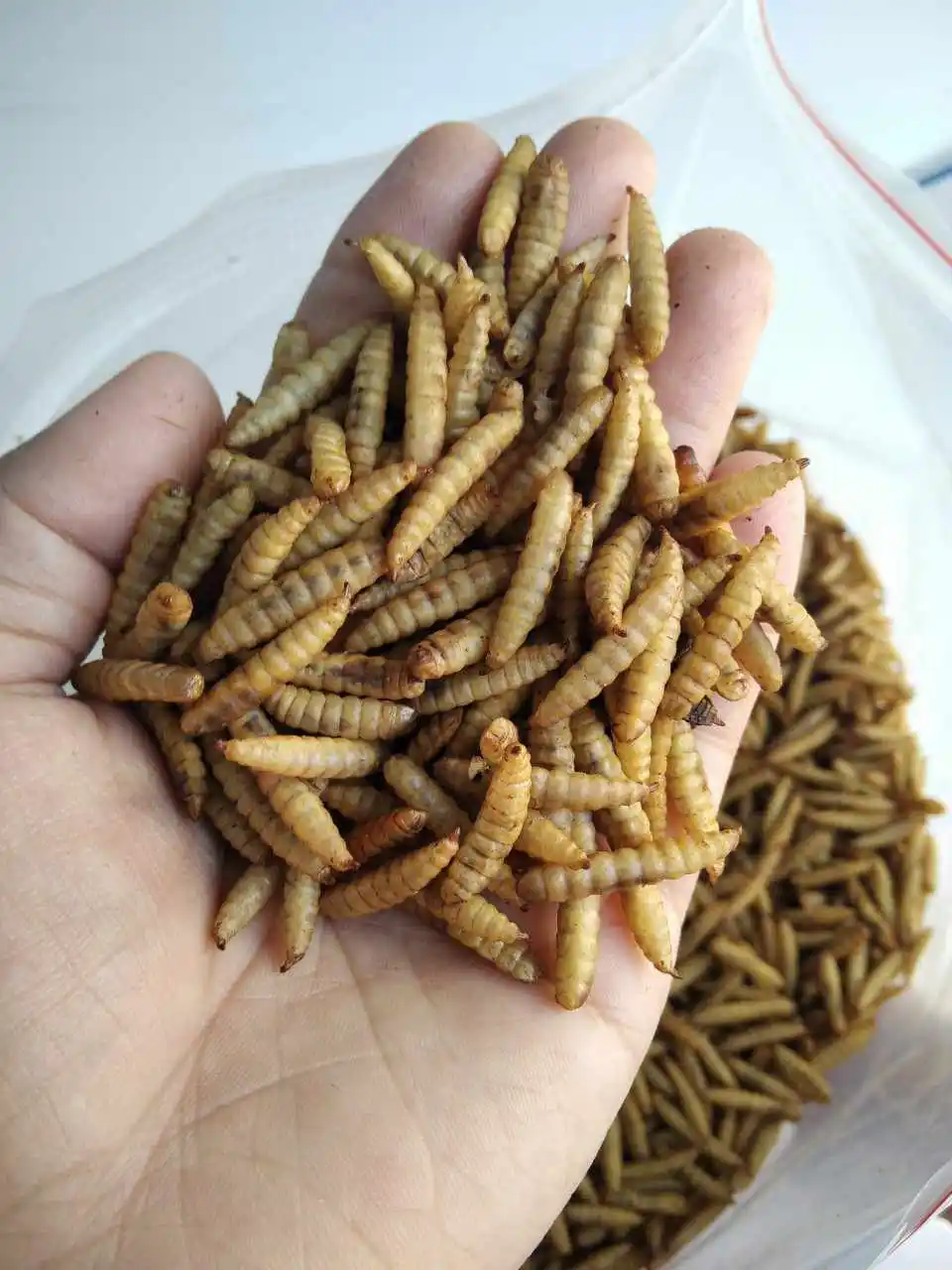 Premium Dried Black Soldier Fly Larvae: Wholesome And Sustainable ...
