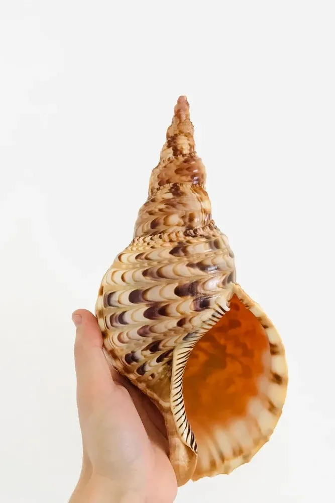 Large Size Trumpet Seashells Triton Seashell Conch Shells Natural Sea ...