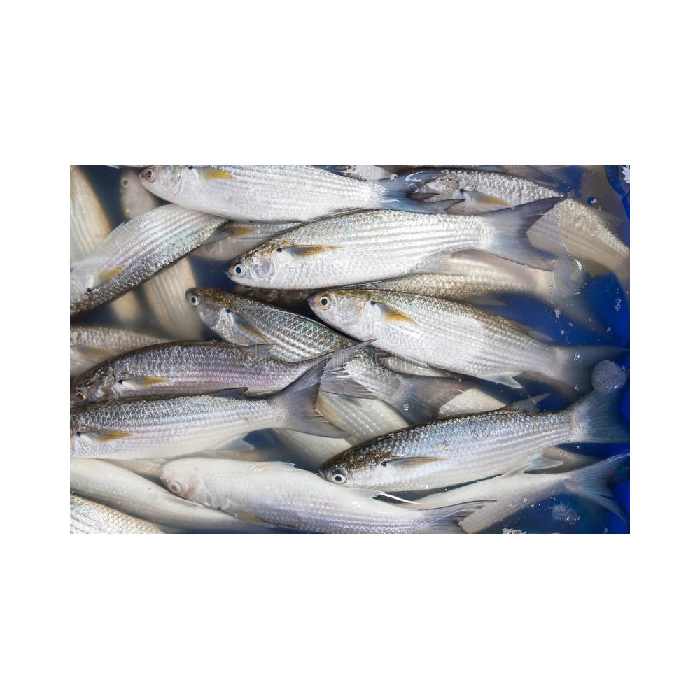 Fresh Frozen Whole Red Mullet Fish Best - Buy Frozen Grey Mullet Fish ...