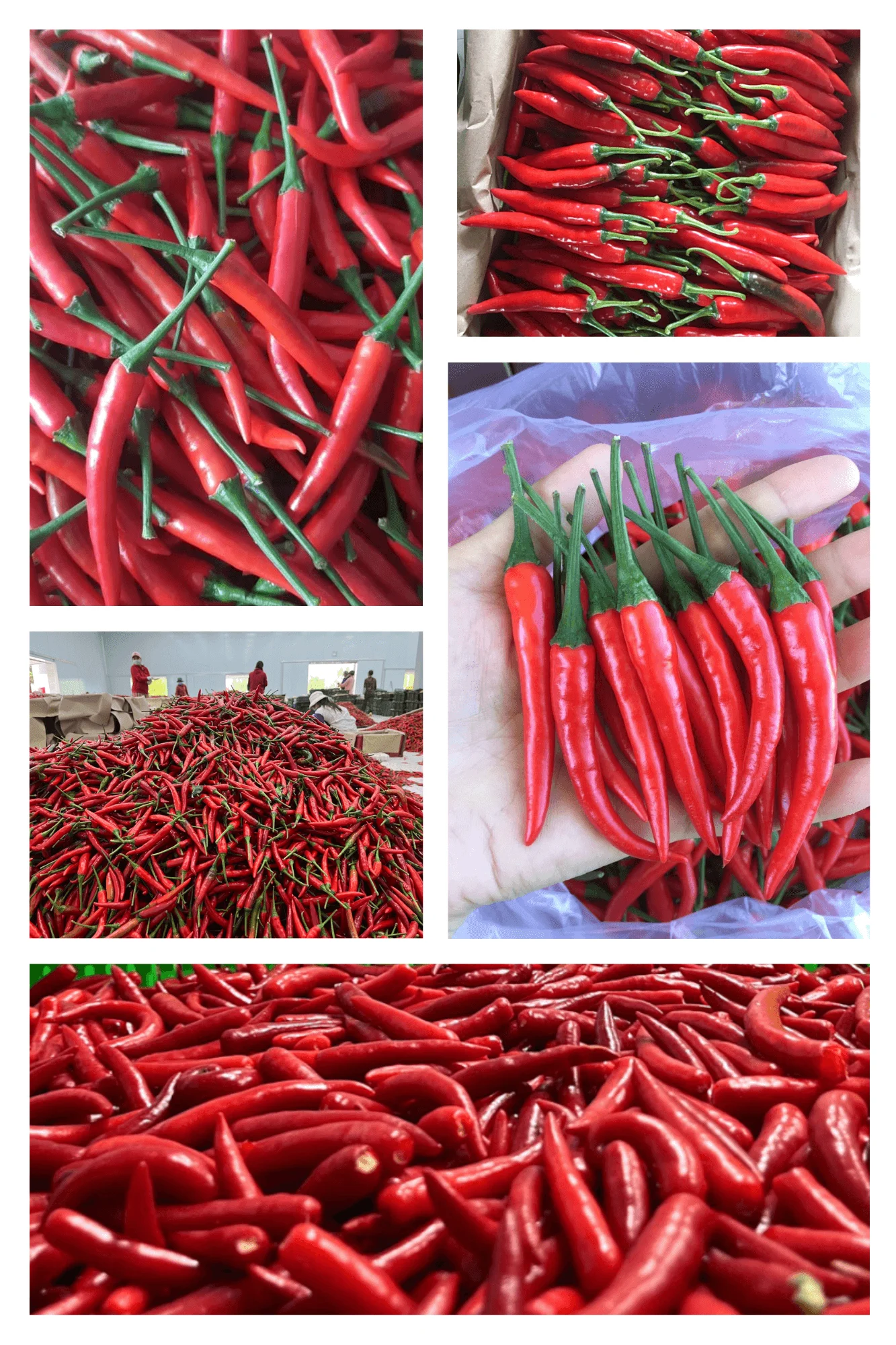 Fresh Red Chili From Top Suppliers Vietnam Best Fresh Chili Premium ...