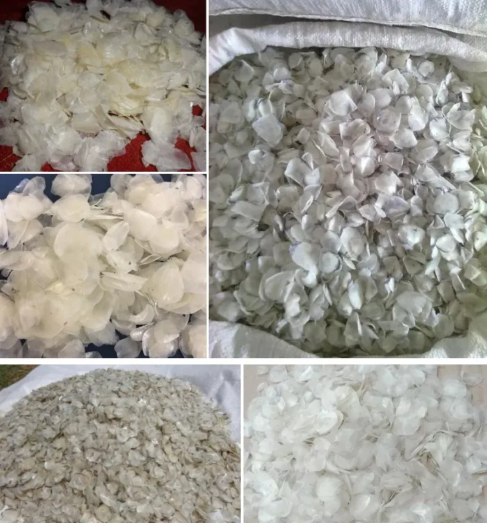 High Quality Dry Tilapia Fish Scales Dried Fish Scale Wholesale From ...