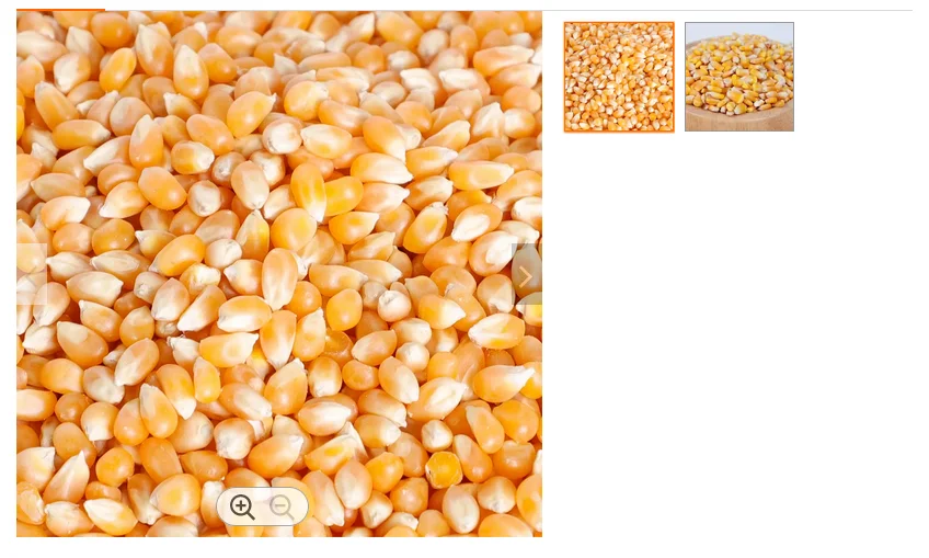 Best Quality Bulk Black Corn / Fresh Farm Black Corn / Fresh Black Corn ...