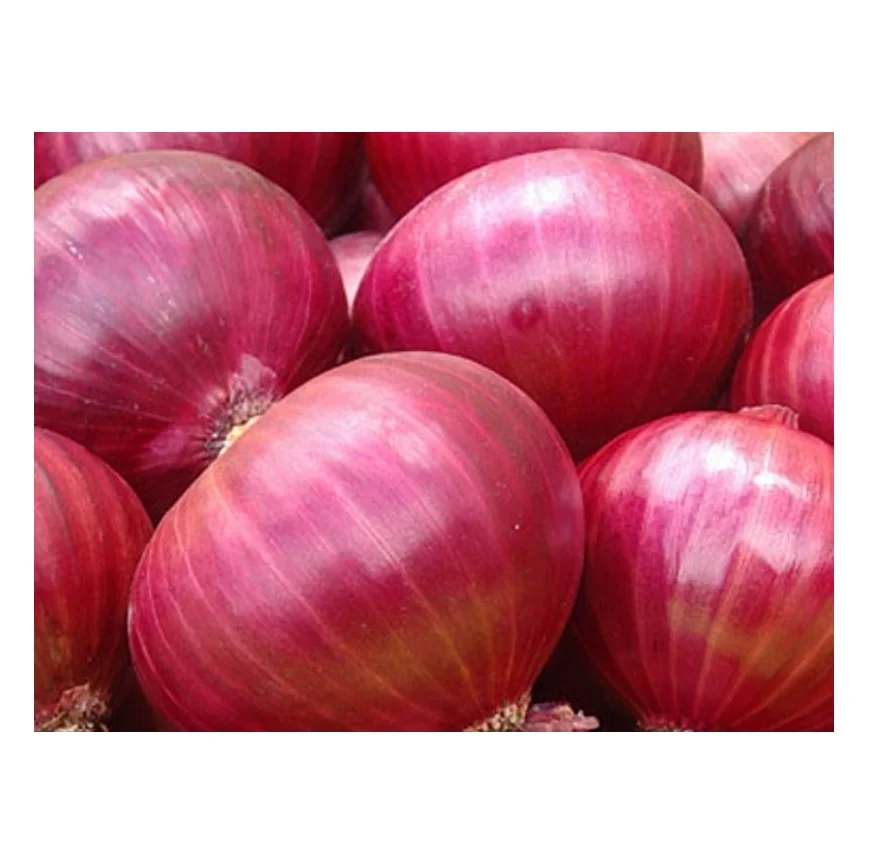 Fresh Onion Red Onion / Gold Onion High Quality Best Price - Buy ...
