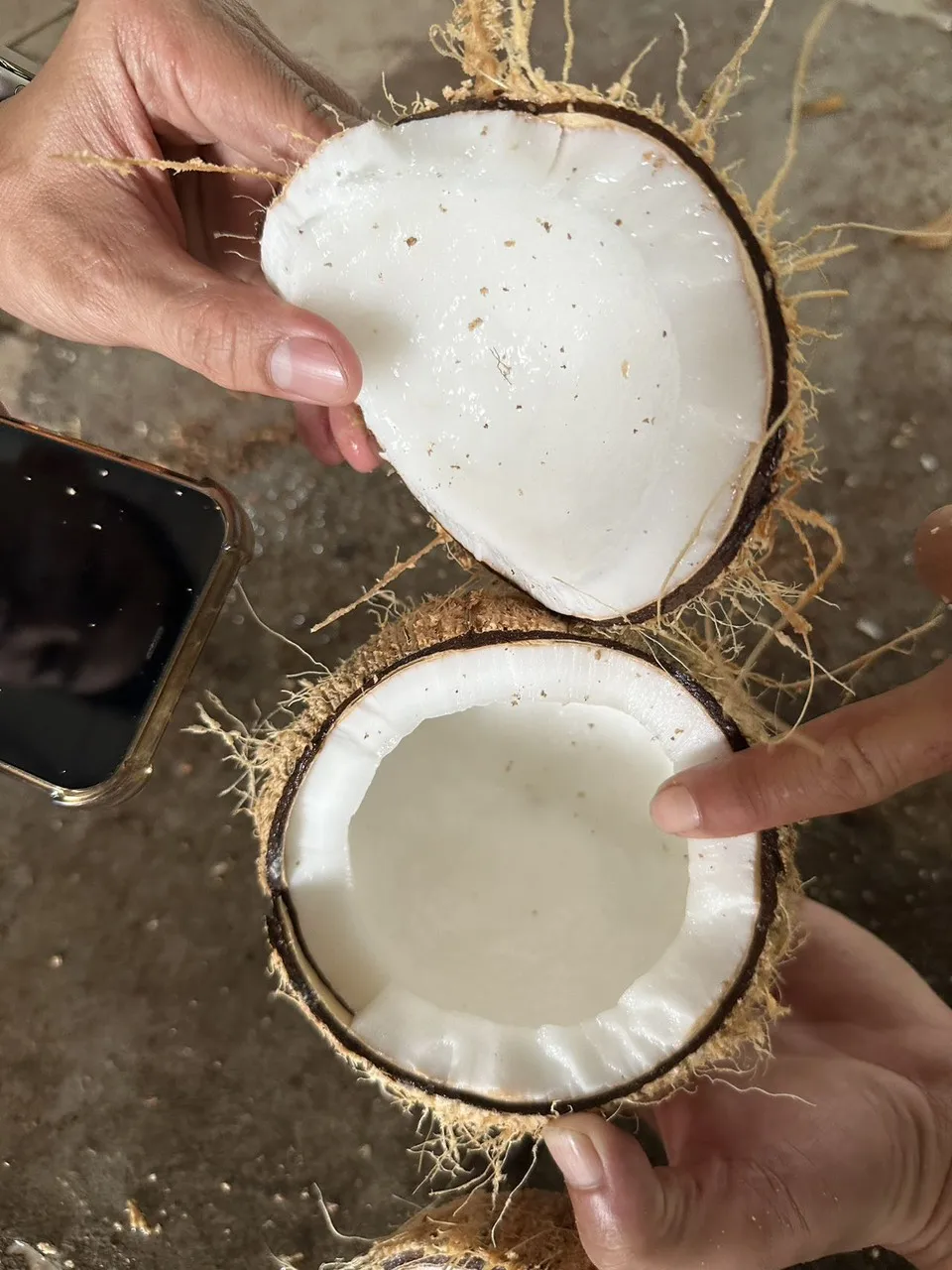 Fresh and Affordable Wholesale Semi-Husked Coconuts From Vietnam ...