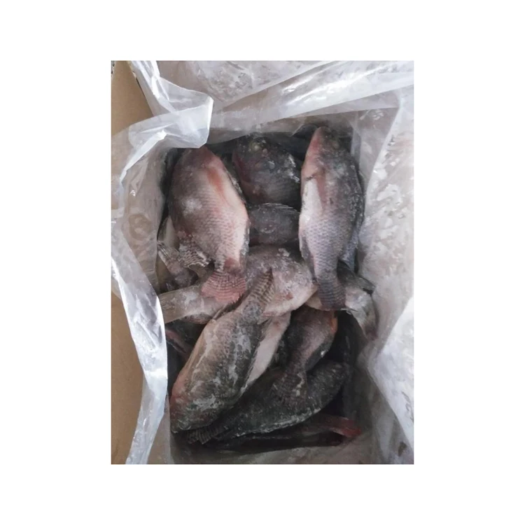 Frozen Horse Mackerel,Pacific Mackerel,Tuna,Trout,Bonito,Tilapia,Squid ...