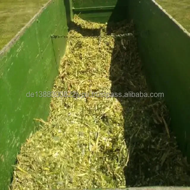 Maize Silage Meal - Quality Animal Feed for Cattle, Goats, and Sheep ...