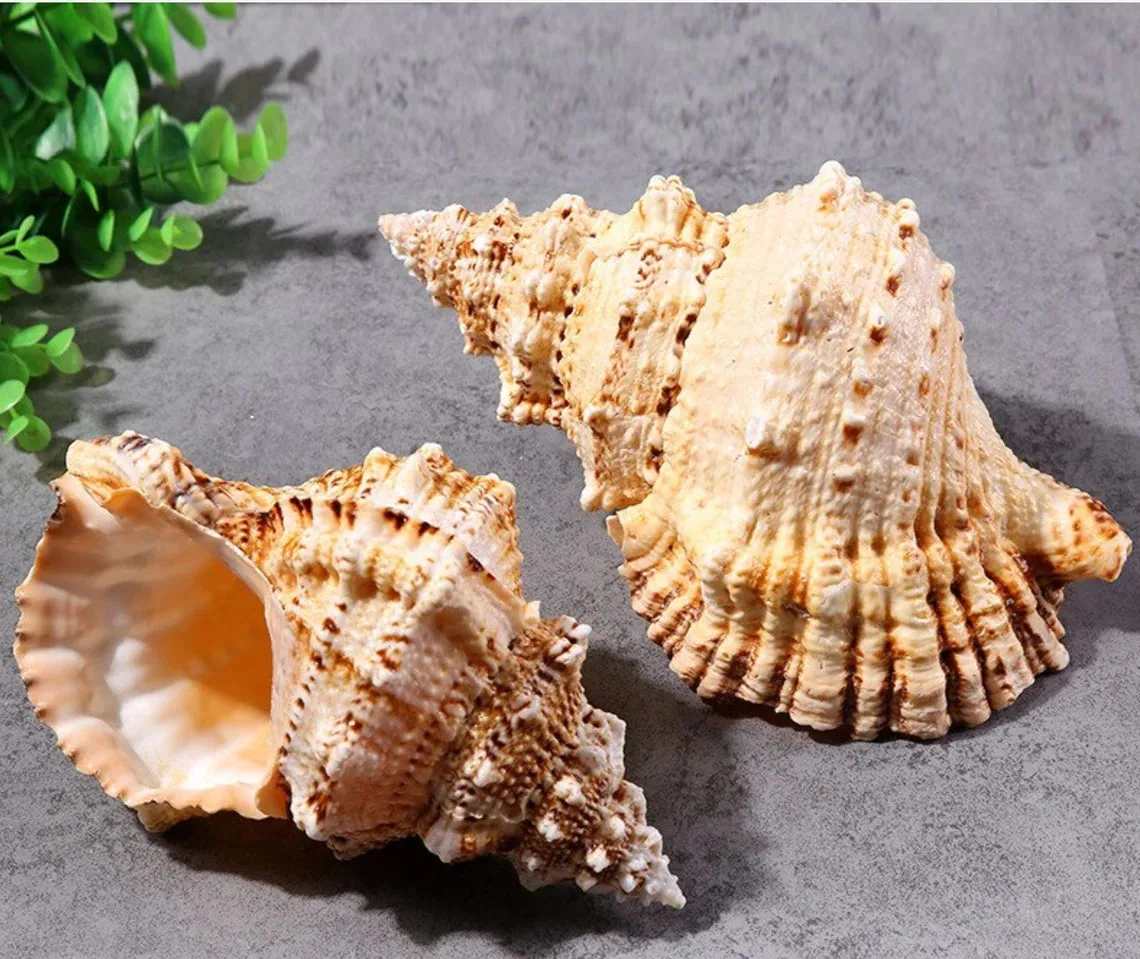 Ocean Big Size Tridacna Gigas Seashells for Home Decor
