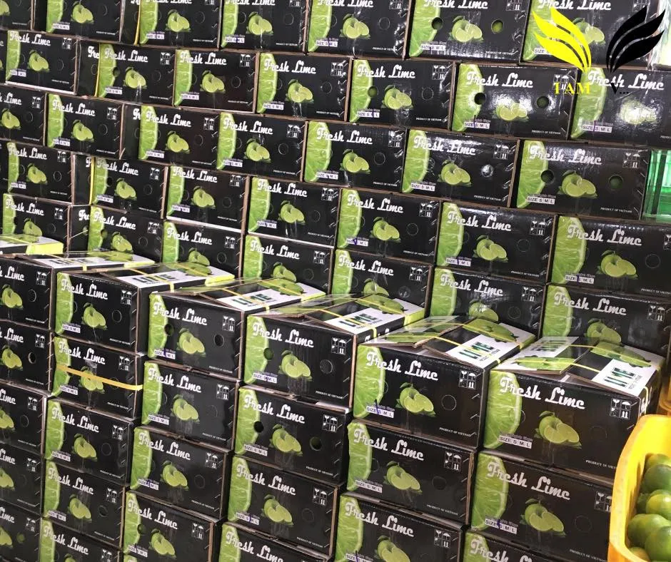 Fresh Lemon Fruit In Bulk/ Green Seedless Lime Origin Viet Nam With ...