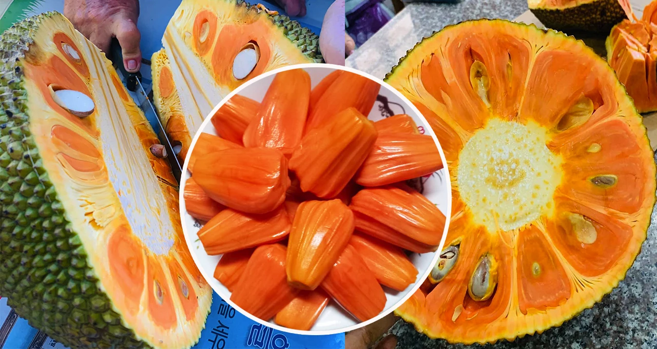 Fresh Red Color Jackfruit From Viet Nam - Freezing Process Iqf Sweet ...