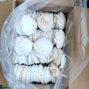 Vietnam Origin Dried Scallop Shell - Sea Shell For Craft And Home ...