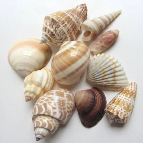 Home and Foods Decoration Craft Seashell Polished Natural Sea Shell Tom ...