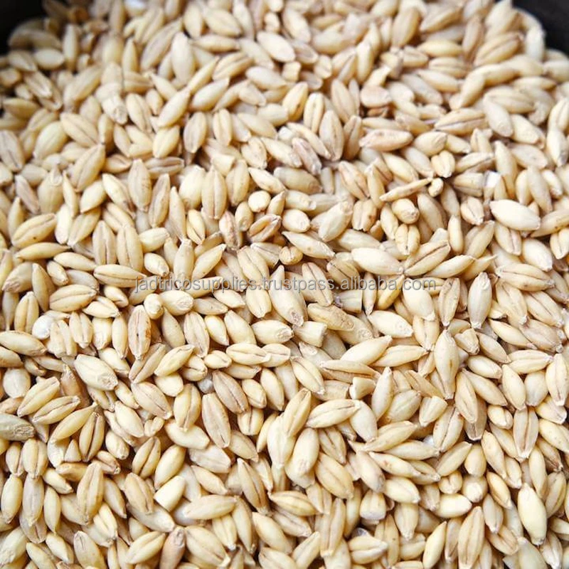Barley Grains Premium Barley Seeds/animal Feed Barley/bulk Barley ...