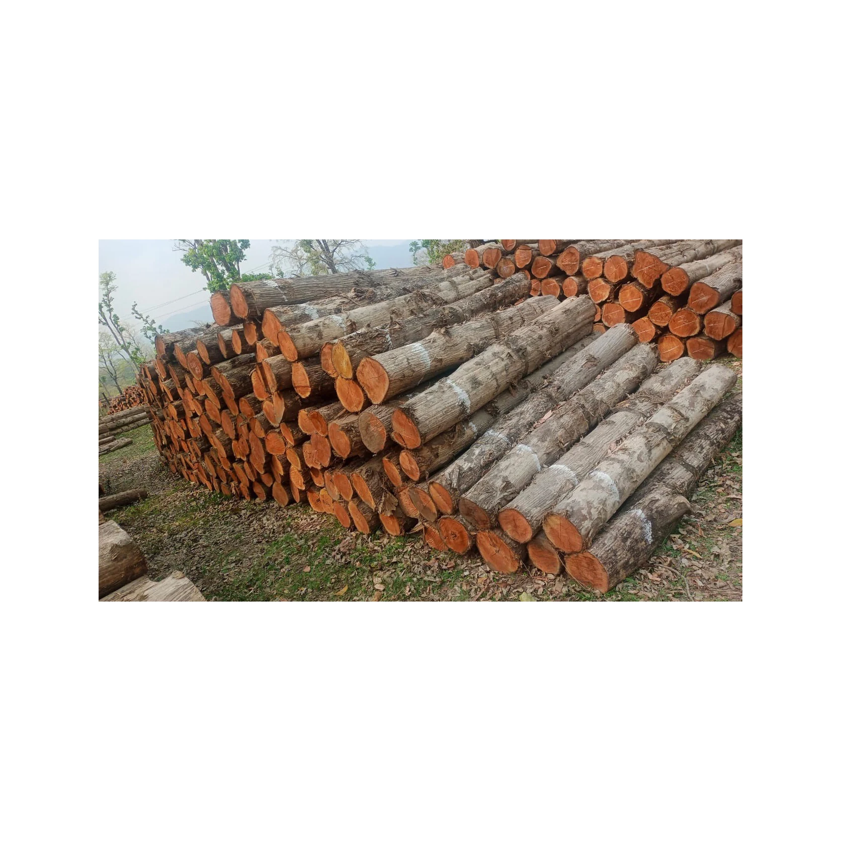 Pine,Hardwood Timber,Teak Wood / Pine Wood Logs,Oak Wood Logs For ...