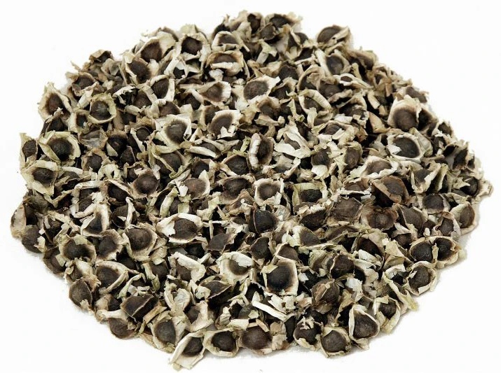 Moringa Seeds Bulk Moringa Seeds Moringa Tree Seeds - Buy Moringa Seeds For Sale Moringa Seeds ...
