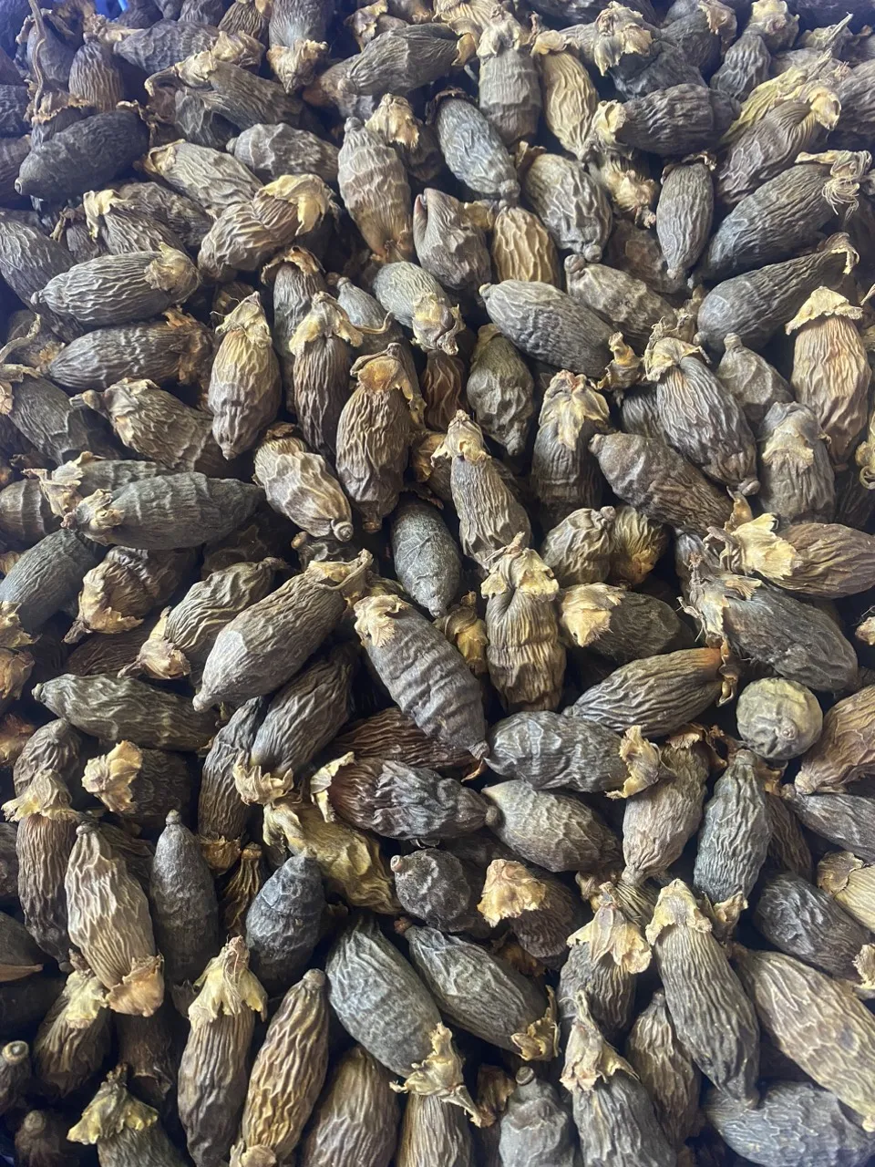 Vietnam Wholesale Nuts Dried Young Betel Nuts For Candy Areca Catechu ...