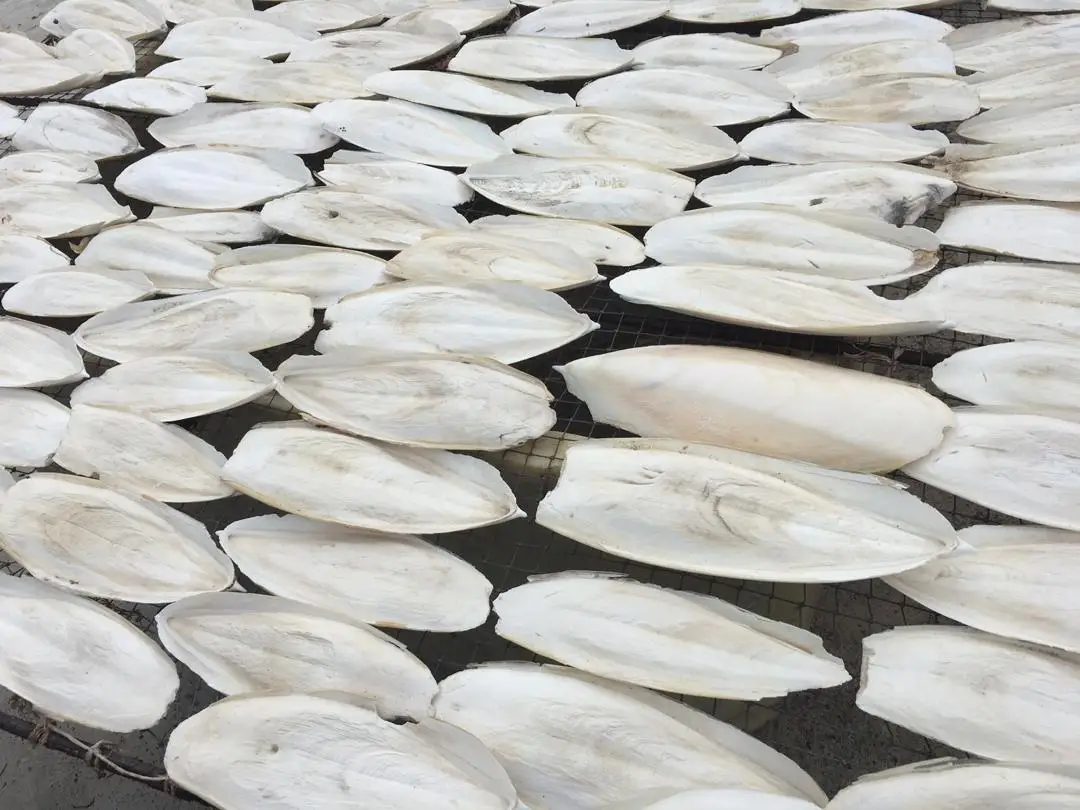 Wholesale Dry Cuttlebone - Natural & Healthful Benefits