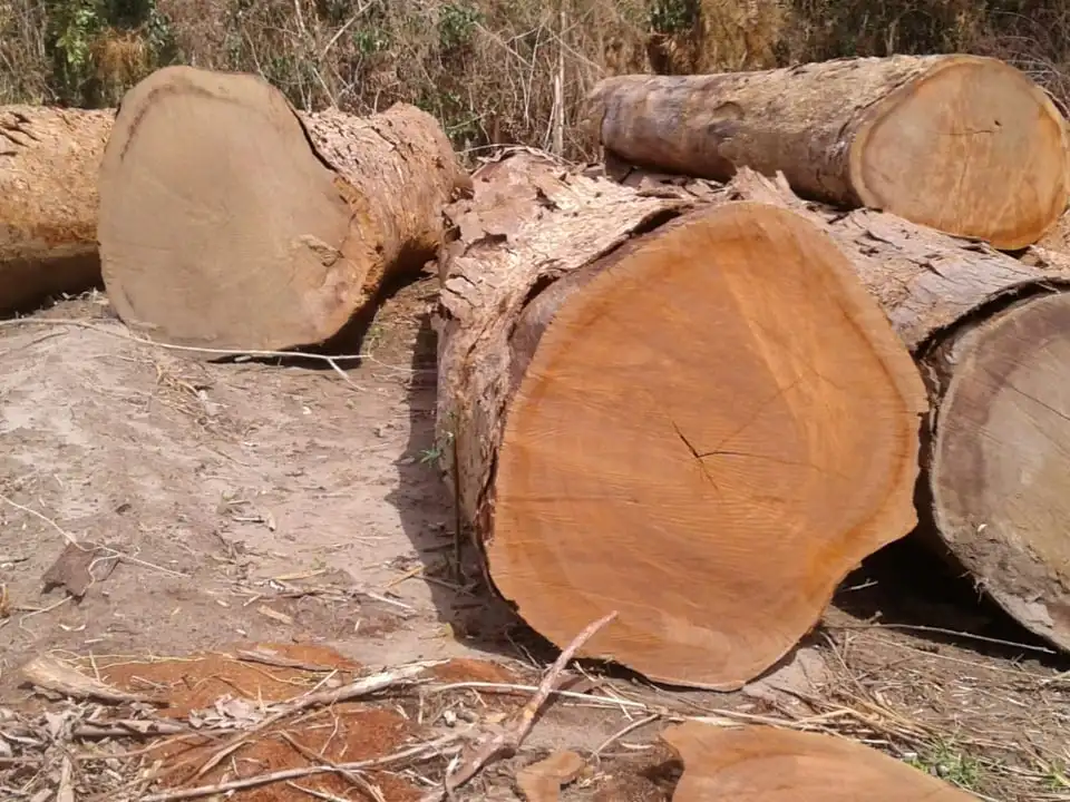 Teak Wood Logs And Tropical Timber Logs - Buy Hardwood Timber Wood Logs ...