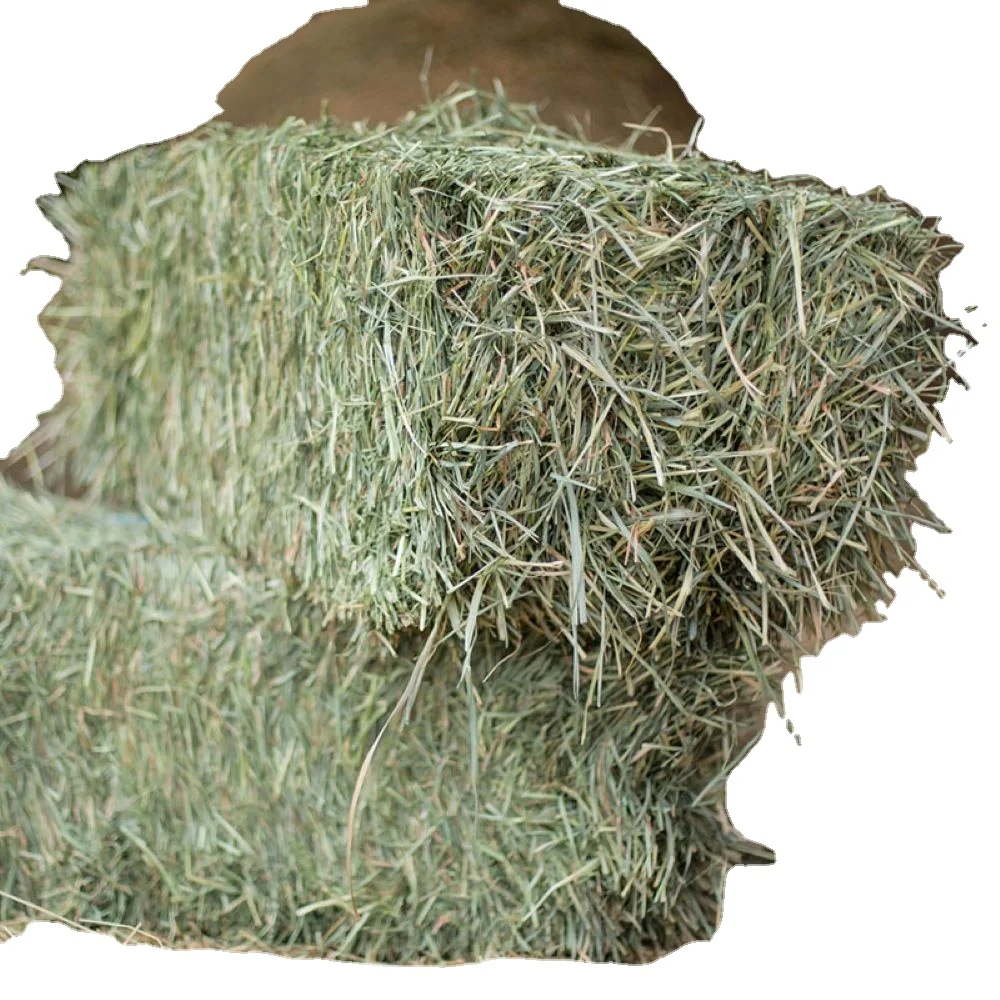 High Protein Rhodes Grass Hay With Natural Nutritional Aspects Best For ...