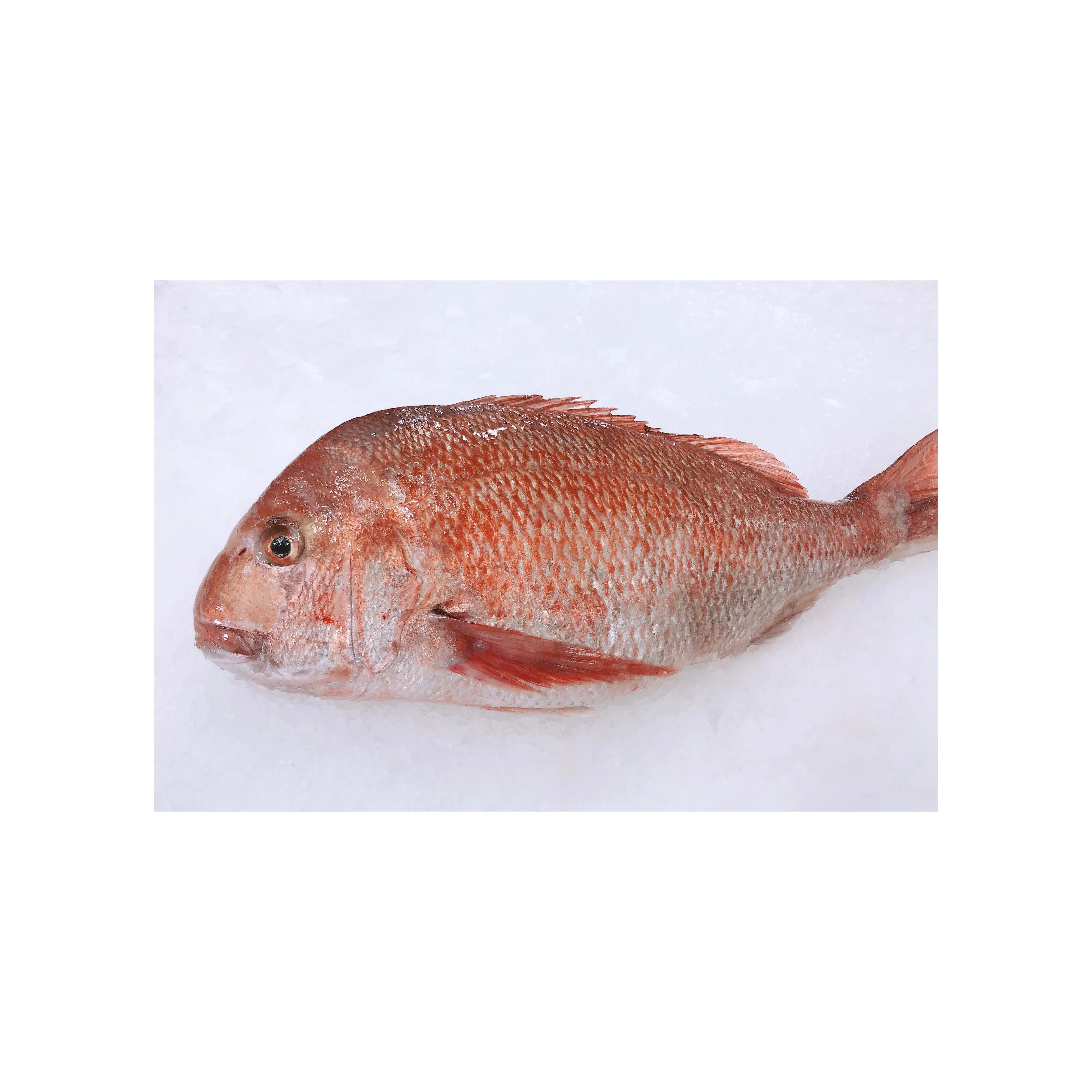 Whole Frozen White Snapper Fish BQF Freezing Process Low-Fat 5kg Grade ...