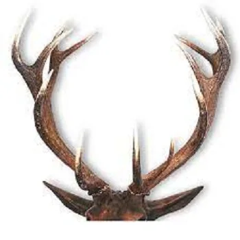 Whitetail Deer Antler Beam Pieces Quality Red Deer Antlers - Buy Red ...