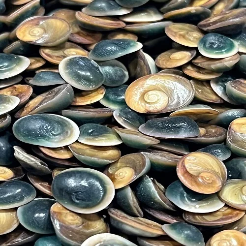 Vietnam Operculum Murex Sea Beach / Quality Murex And Shell Operculum ...