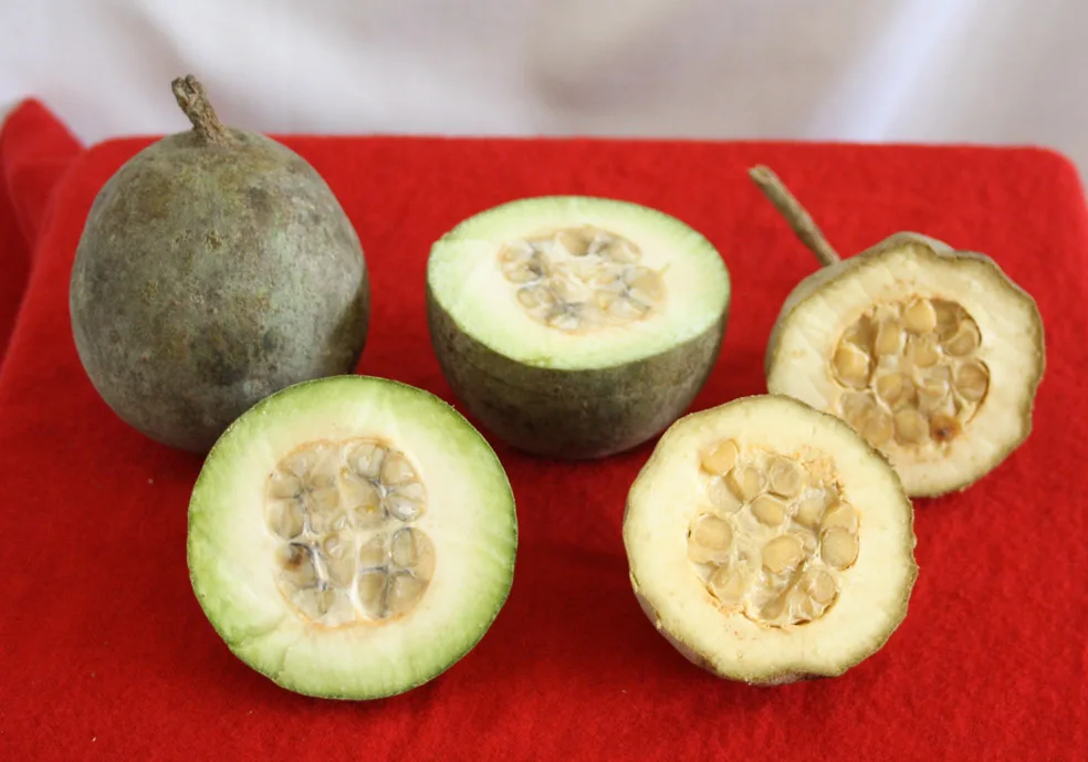 Blue Huito Powder Pure Fruit Extract Powder Genipa Americana - Buy ...