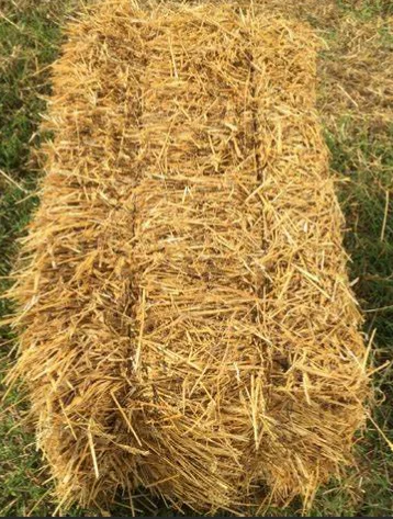 Wholesale Dried Raw Paddy Straw - Haverst Leftover Residue Paddy Rice ...