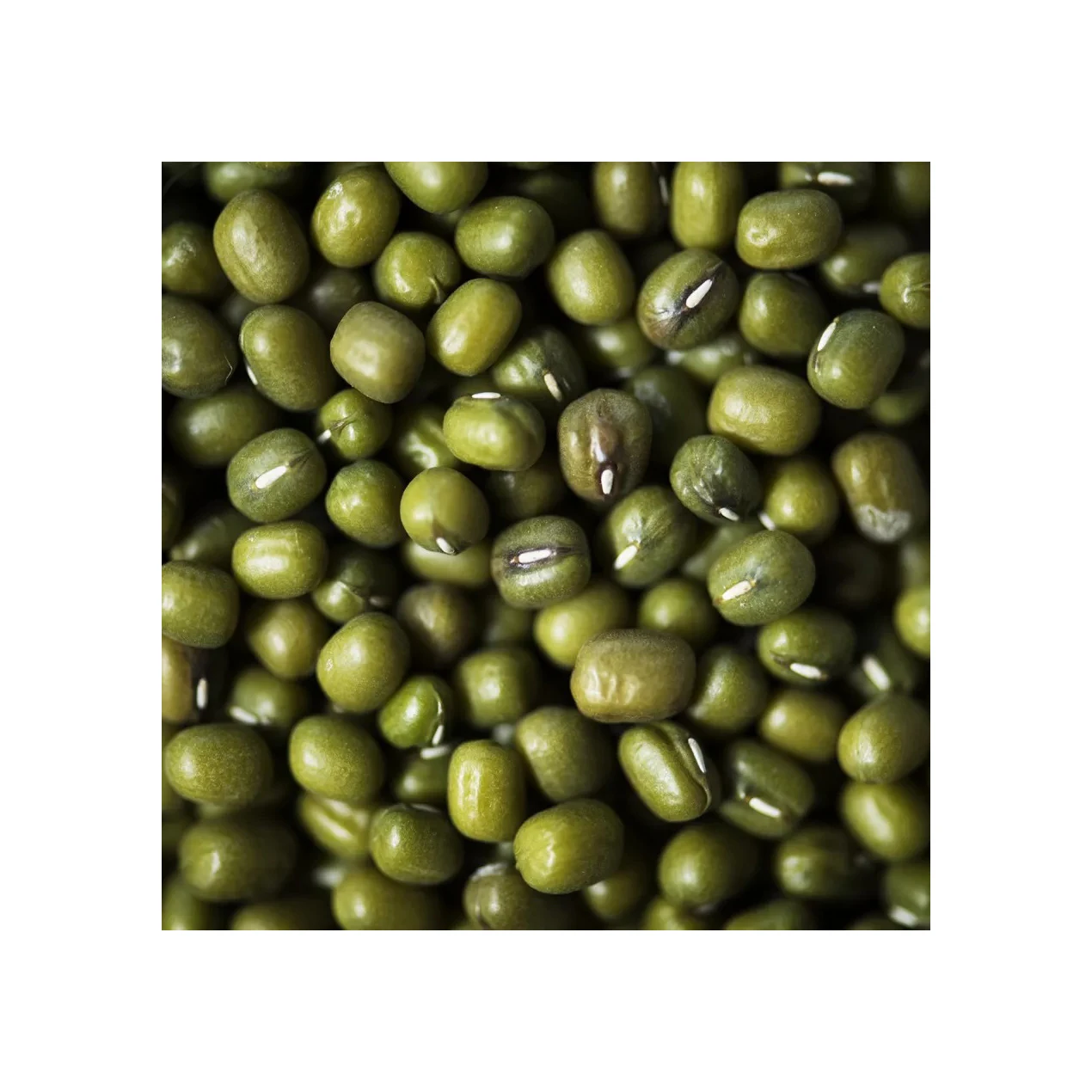 Dried Mung Bean/moong Dal Seed/sprouting Seeds Mung Bean Myanmar Origin ...