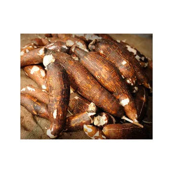 Wholesale Cassava And Cassava Seeds At Cheap Prices From United States ...