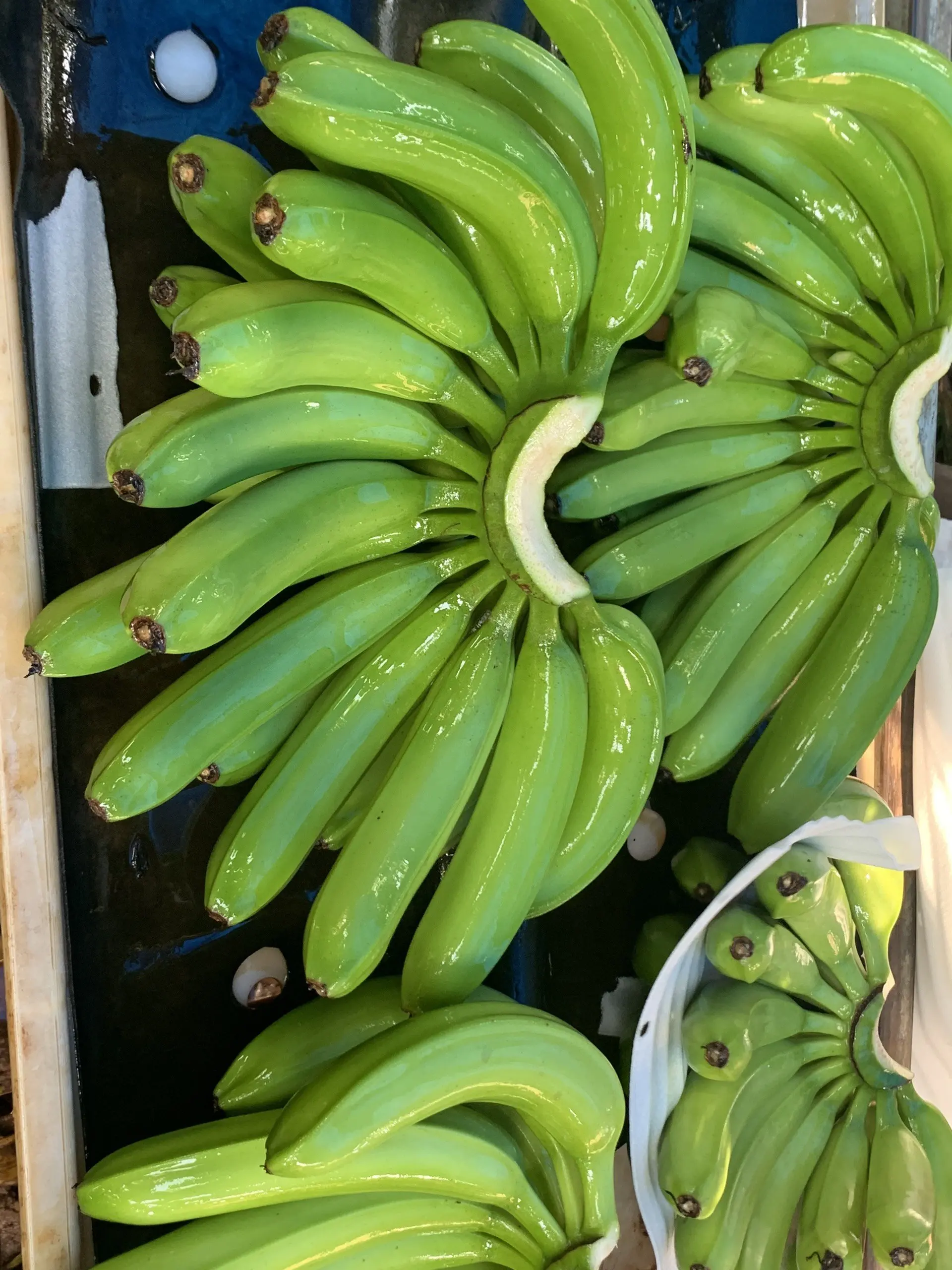 Fresh Cavendish Bananas From Vietnam Harvested with Good Choice Fresh ...