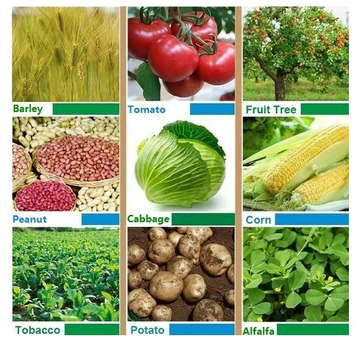 Organic Fertilizer Difference Between DAP and NPK Fertilizer