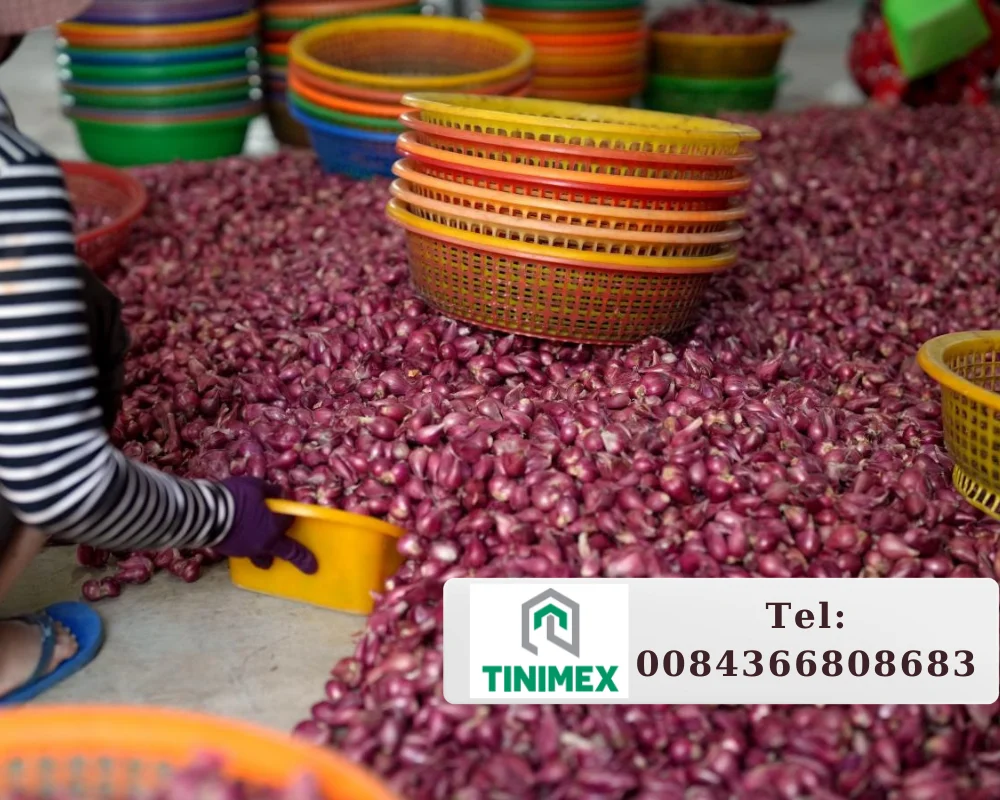 Vietnamese Purple Onion/ Red Onion/ Purple Onion Seeds (tel ...