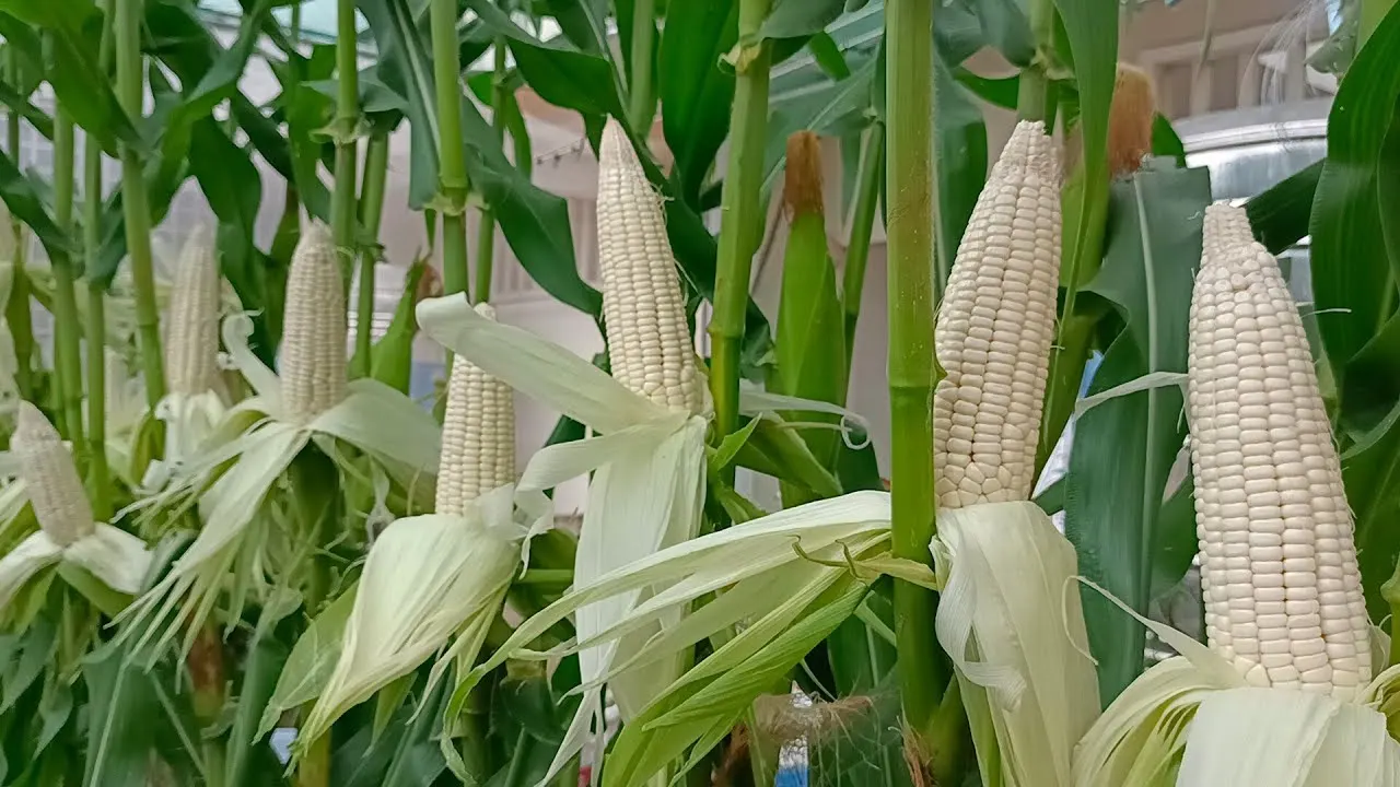 Grade 1 Non Gmo White And White Corn/maize - Buy White Maize Non Gmo ...