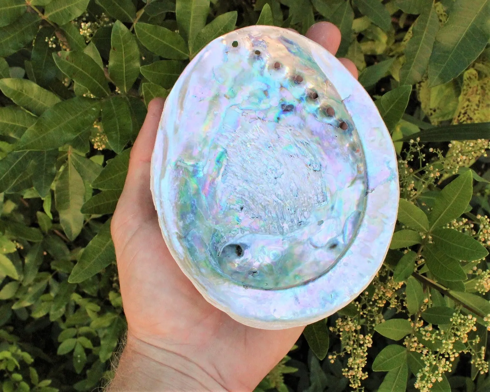 Raw Clean Dry Paua Abalone Shells - Blue Green Ocean Decor