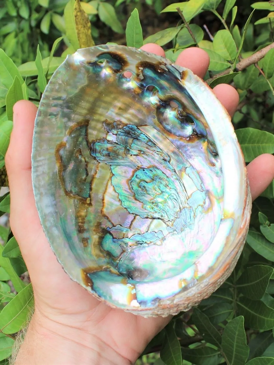 Wholesale White Blue Green Paua Abalone Shells for Crafts