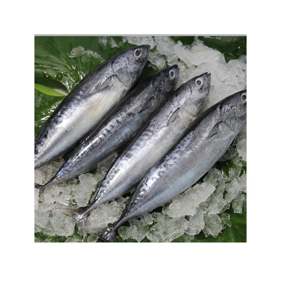 Fresh Frozen Whole Frozen Bonito Tuna Fish Best Wholesale Price In ...