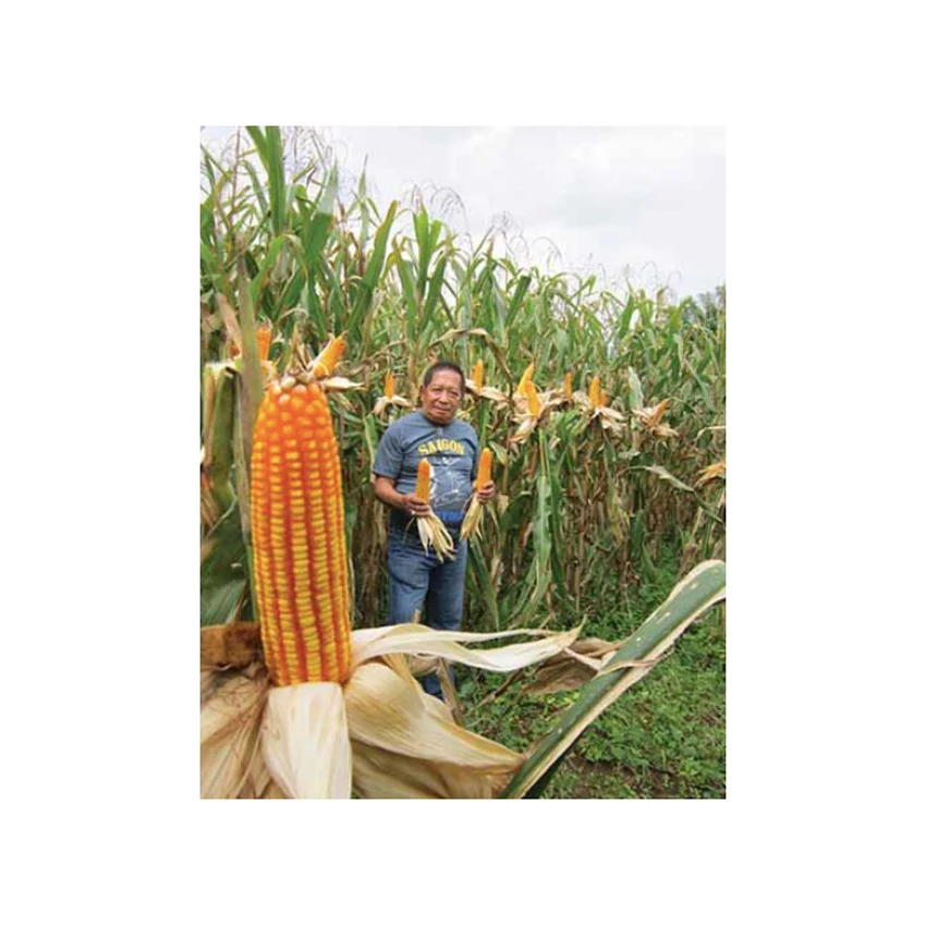 Yellow Corn Whole Frozen Corn Sweet Yellow Corn - Buy Fresh Organic ...